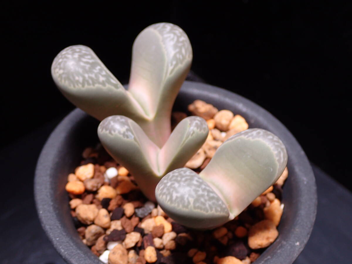 Yahoo!オークション - リトープス ヘルムティ C271 Lithops helmutii 3...