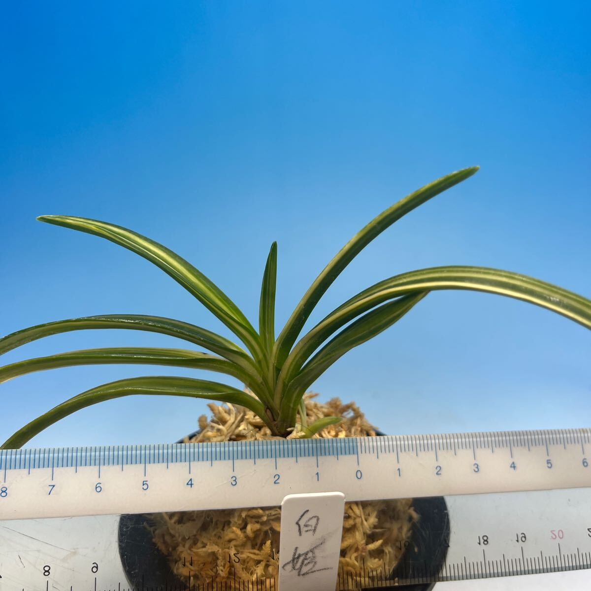 Yahoo!オークション - 富貴蘭 白姫