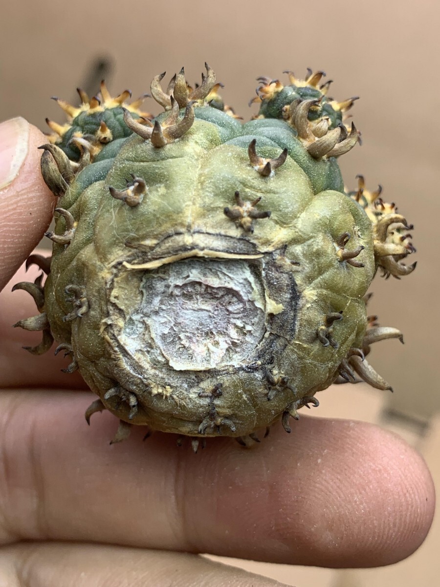 Yahoo!オークション - Q234-237サボテン ギムノカリキウム 短刺天平丸 ...