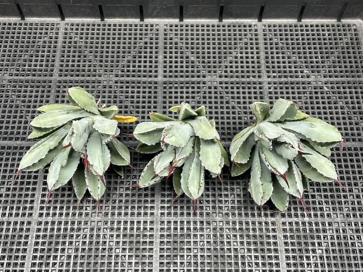 Yahoo!オークション - 069-3【輝泊園】【3株セット】多肉植物アガべ ポ...