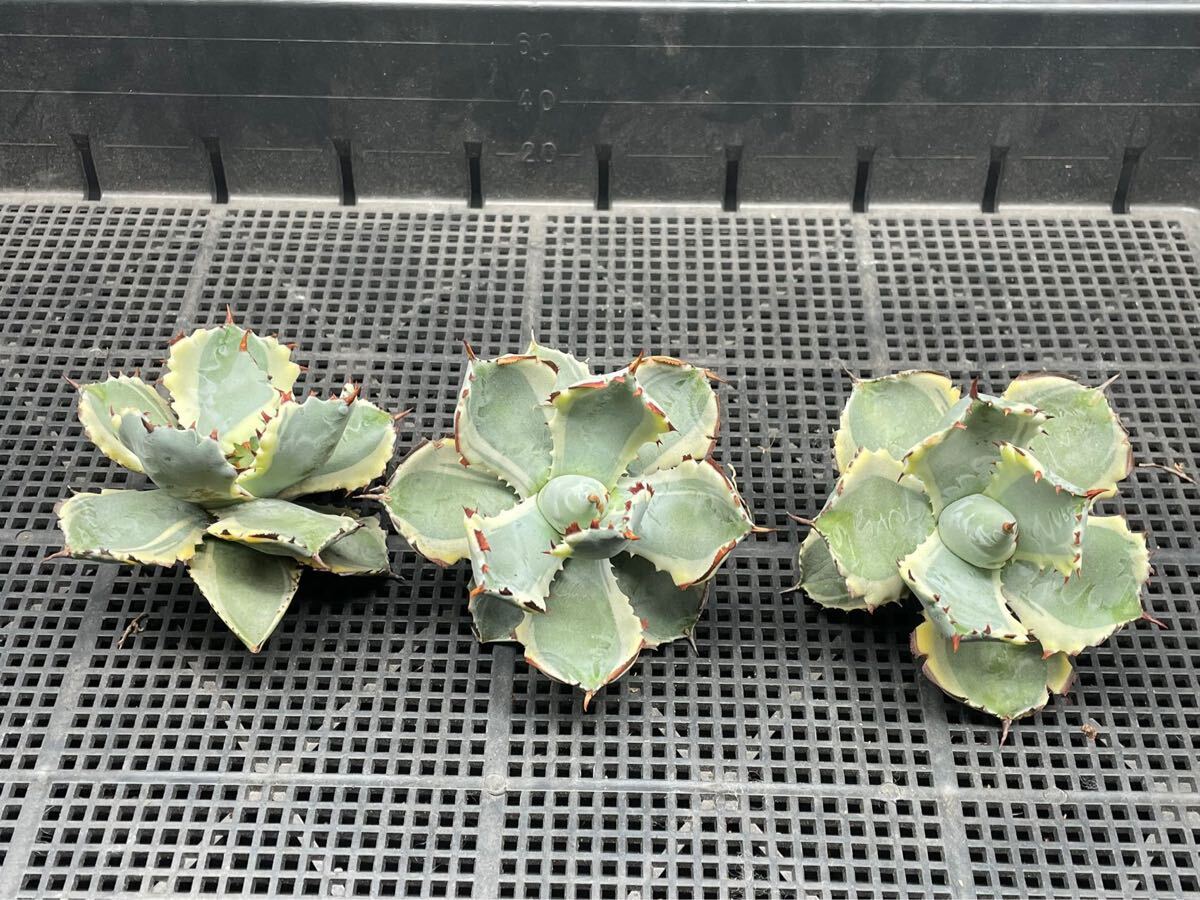 Yahoo!オークション - 067-3【輝泊園】アガベ 王妃甲蟹錦 王妃兜蟹錦 ...