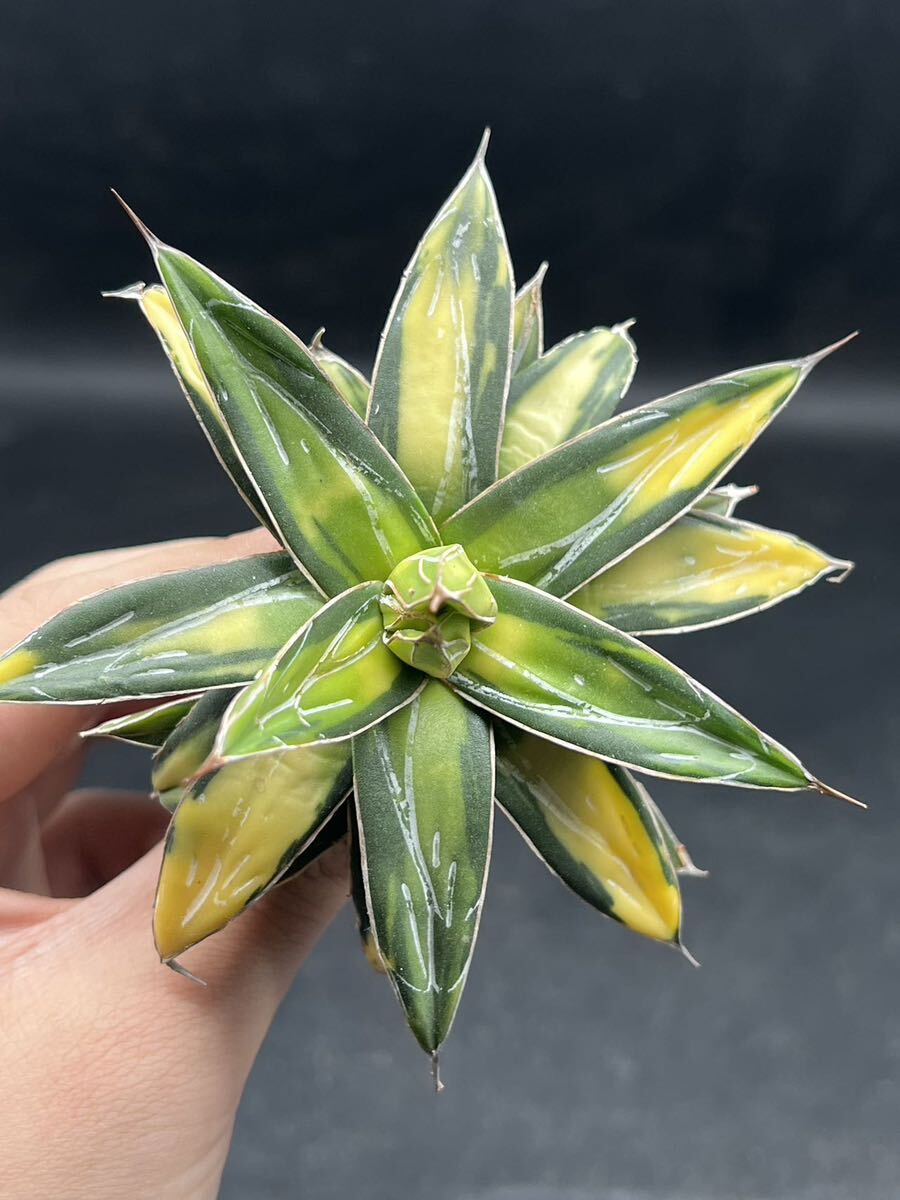 031-3 輝泊園 極上サンキング 笹の雪 ヴィクトリアレジーナ 多肉植物(アガベ)｜売買されたオークション情報、yahooの商品情報をアーカイブ公開 - オークファン（aucfan.com）