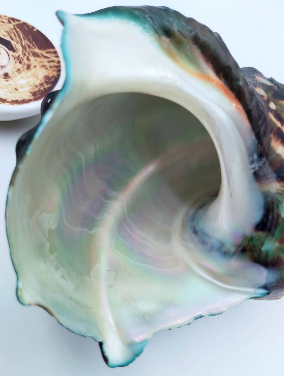 Yahoo!オークション - [美品]沖縄 夜光貝｜強烈な光の筋｜重さ 貝殻2...