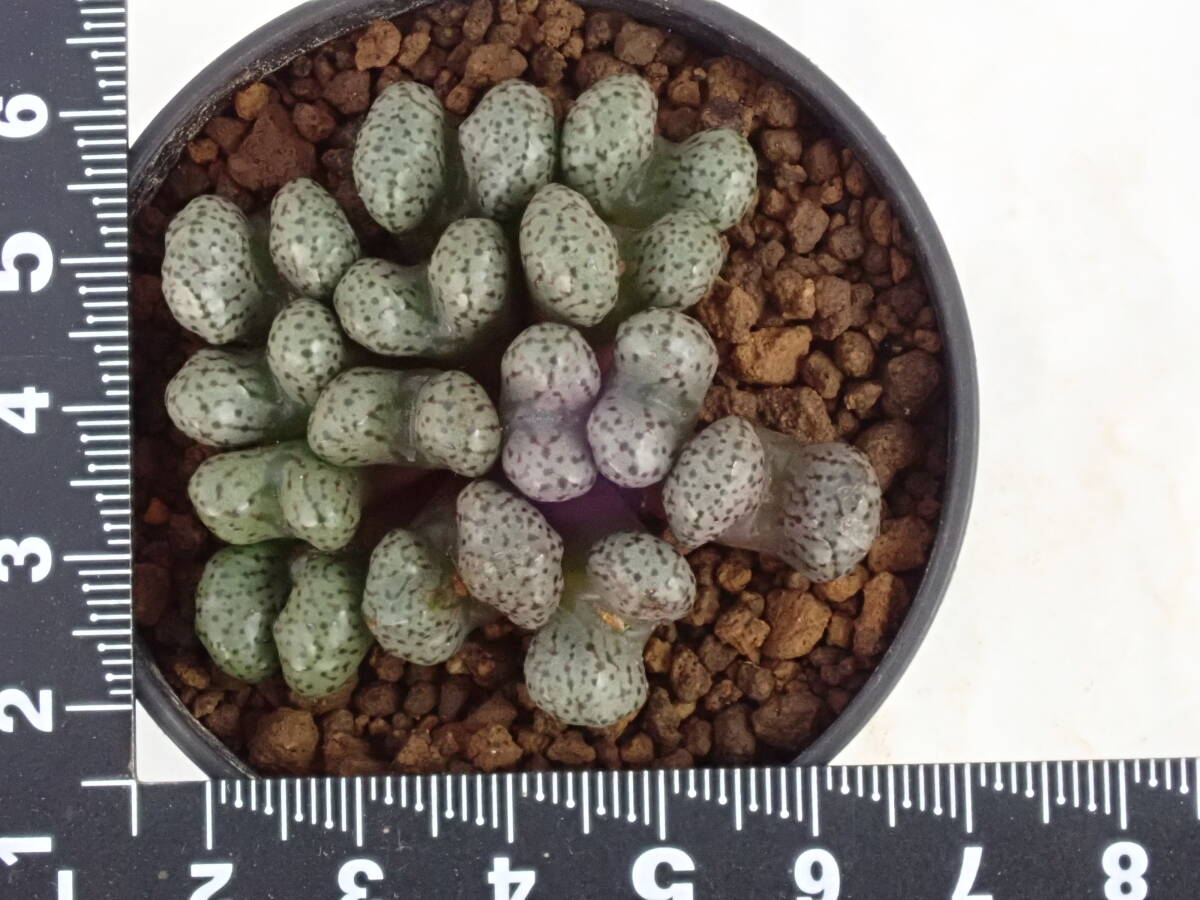 Yahoo!オークション - ルックホフィー Conophytum luckhoffii コノフィ...