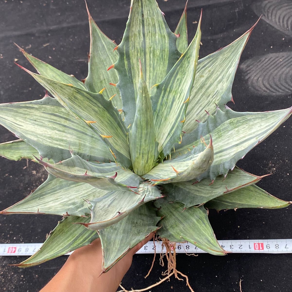 Yahoo!オークション - 【秘境】A43 特選 アガベ 多肉植物 シンプレック...