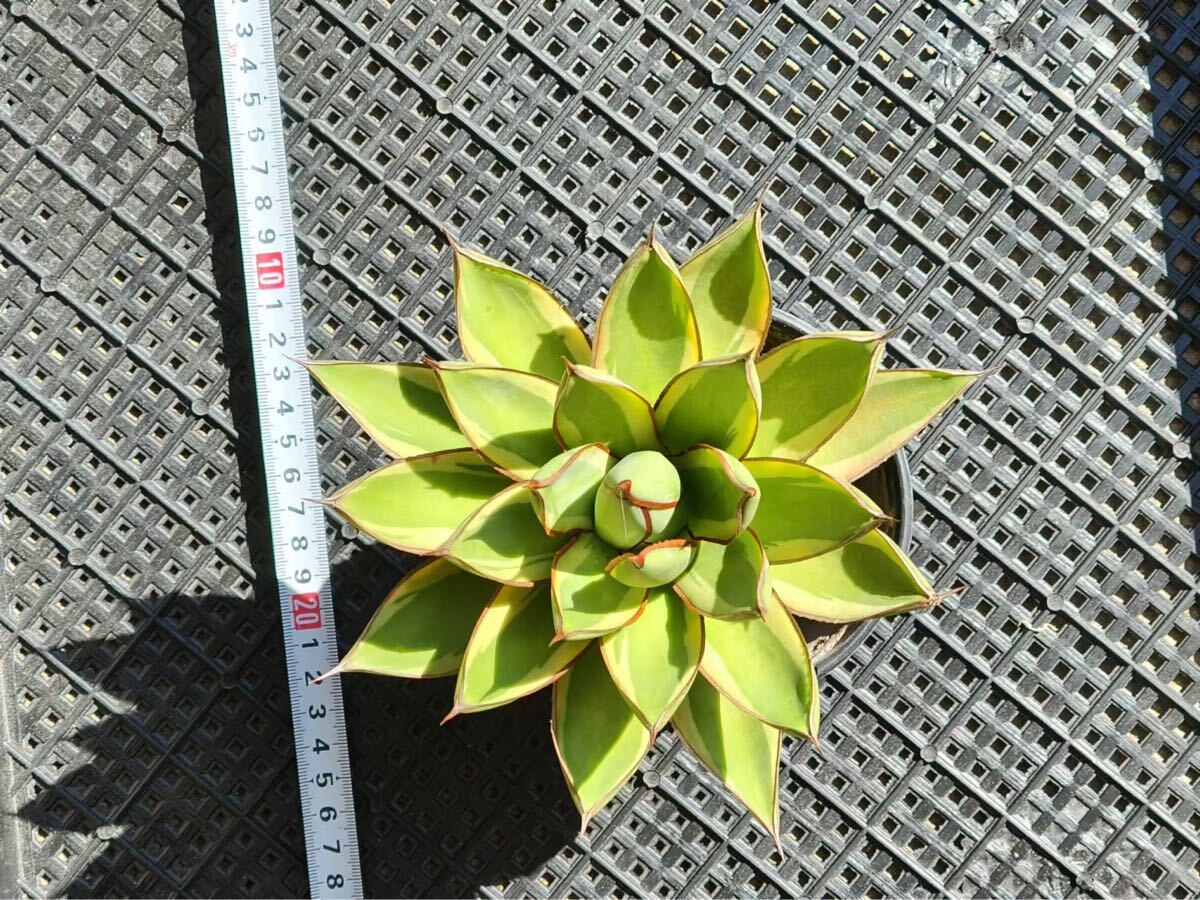 Yahoo!オークション - Q46【秘境】多肉植物 アガベ バーントバーガンデ...