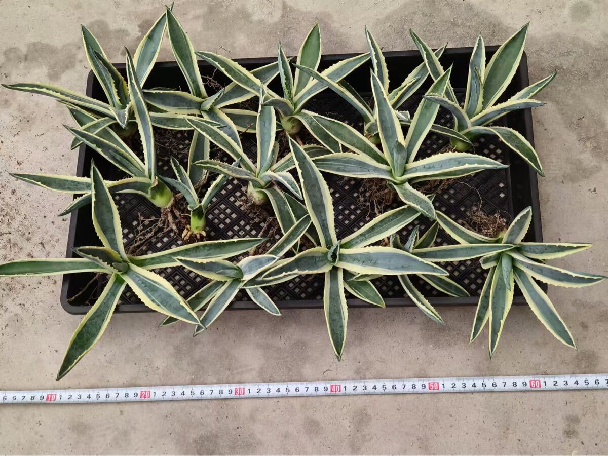 Yahoo!オークション - 【秘境】o46 特選 多肉植物アガベ 極上錦 覆輪錦...