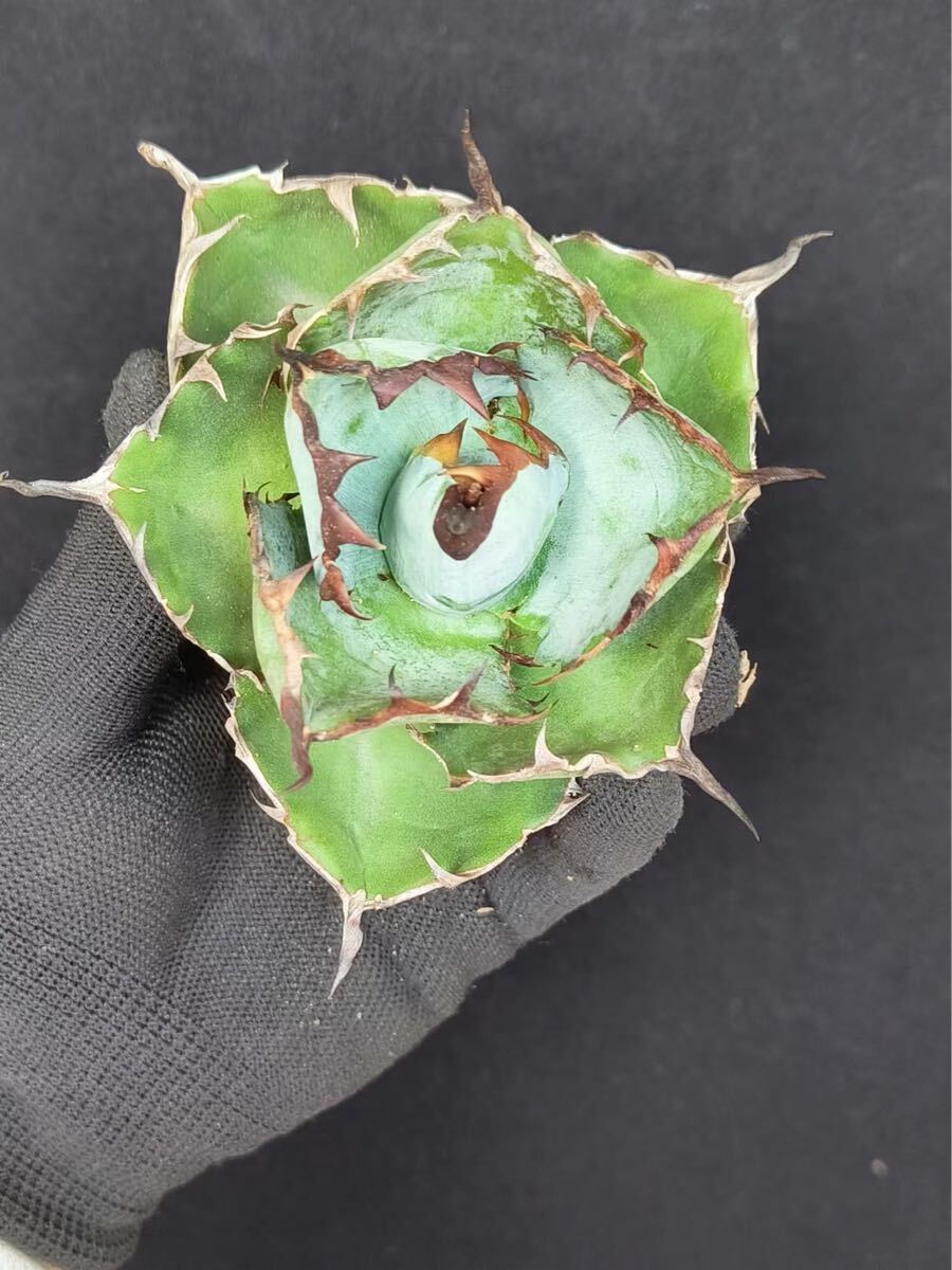 Yahoo!オークション - z19【秘境】特選 アガベ 多肉植物 チタノタ BB ...