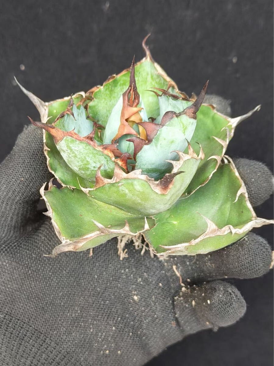 Yahoo!オークション - z19【秘境】特選 アガベ 多肉植物 チタノタ BB ...