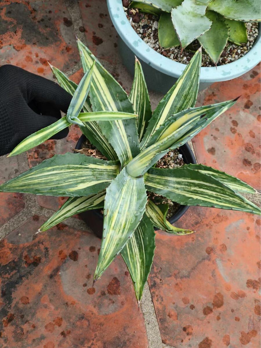 Yahoo!オークション - z26【秘境】特選 多肉植物 アガベ・華厳鮮明錦 ...