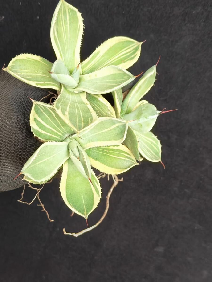 Yahoo!オークション - z37【秘境】特選 多肉植物アガベ パリー トラン...