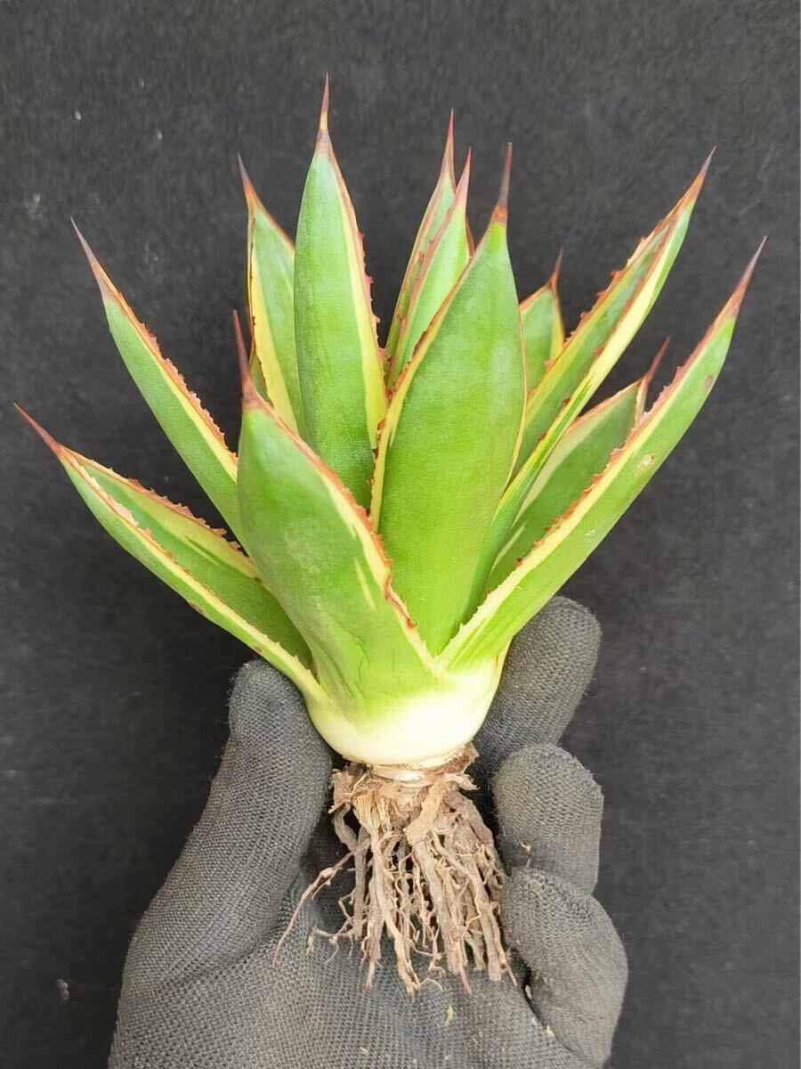 Yahoo!オークション - z47【秘境】特選 多肉植物アガベ スノーグロー錦...