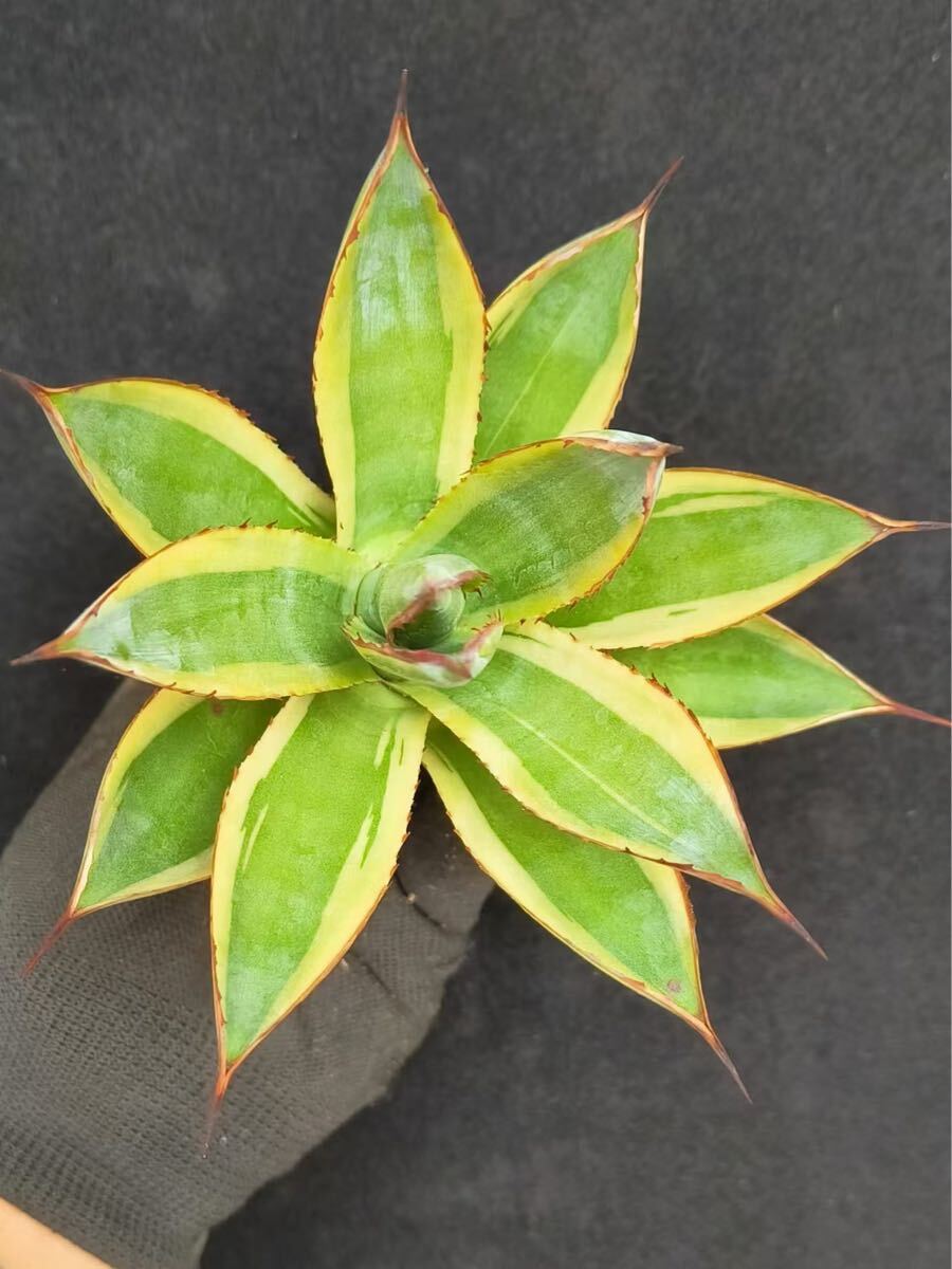 Yahoo!オークション - z47【秘境】特選 多肉植物アガベ スノーグロー錦...