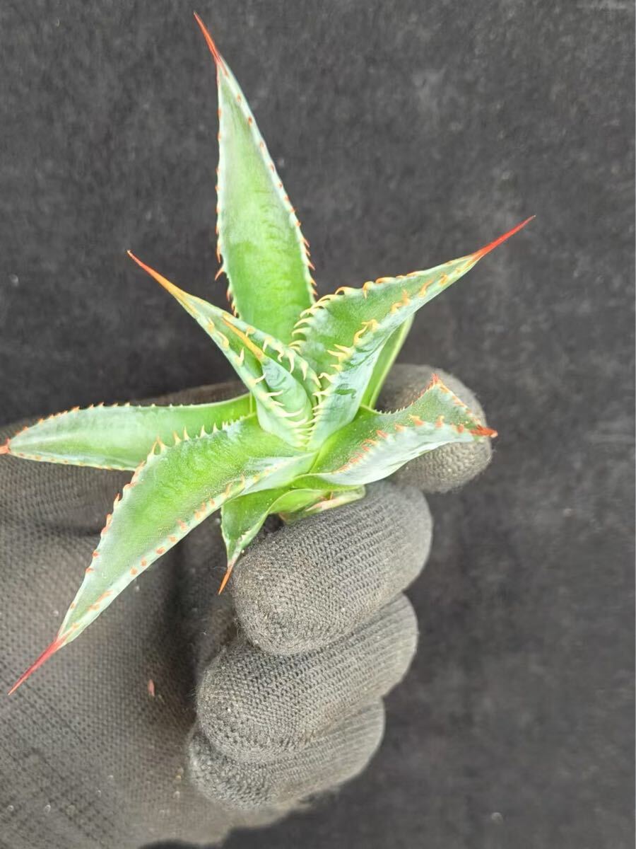 Yahoo!オークション - z51【秘境】特選 多肉植物 アガベ ジェントリー...