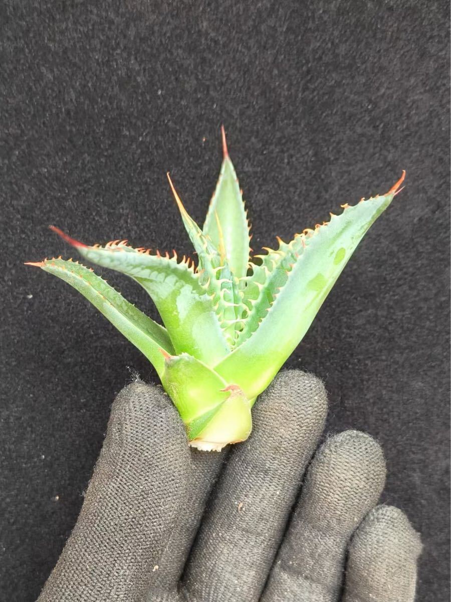 Yahoo!オークション - z51【秘境】特選 多肉植物 アガベ ジェントリー...