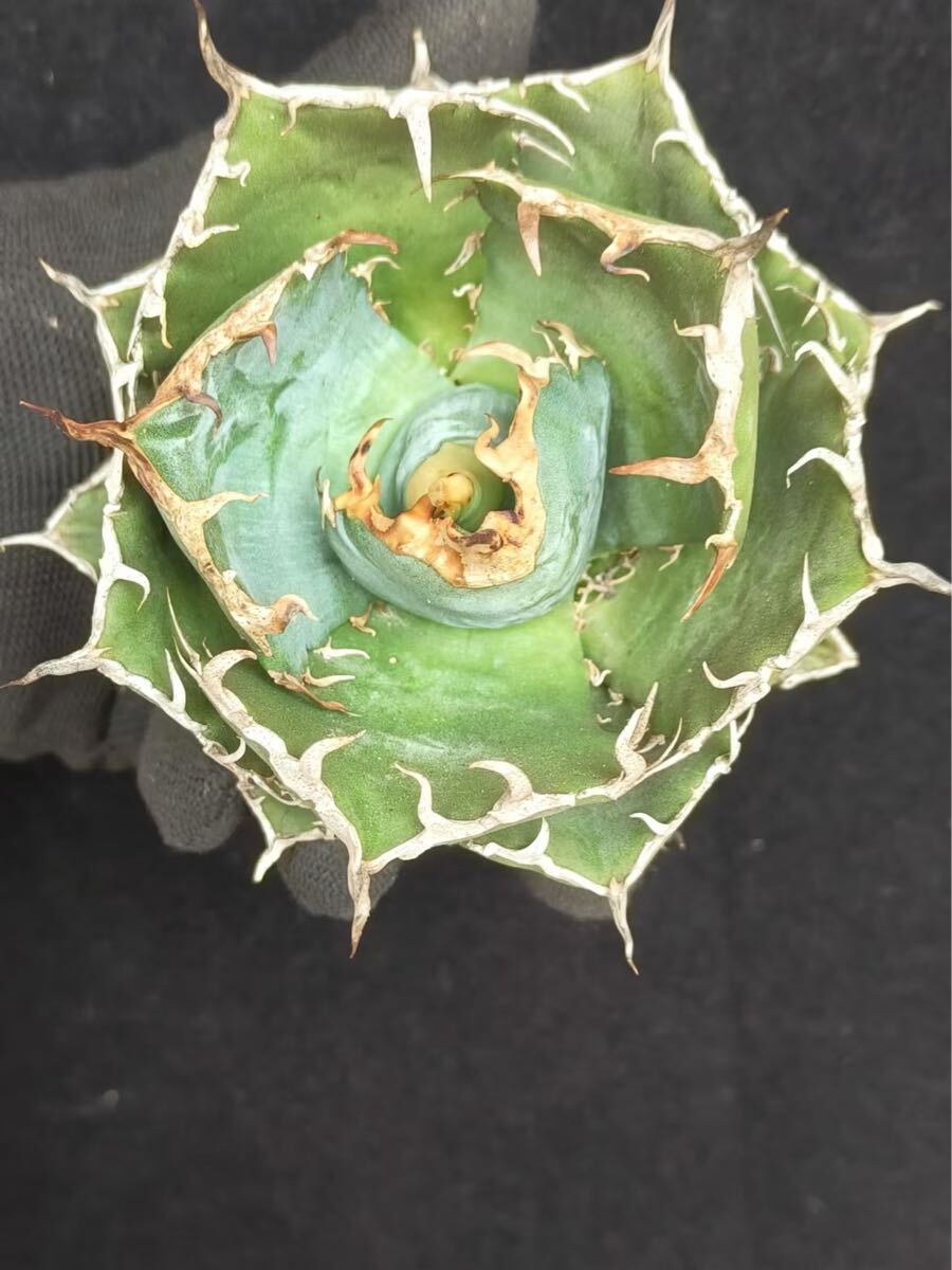 Yahoo!オークション - z71【秘境】特選 多肉植物アガベ チタノタ 白鯨 ...