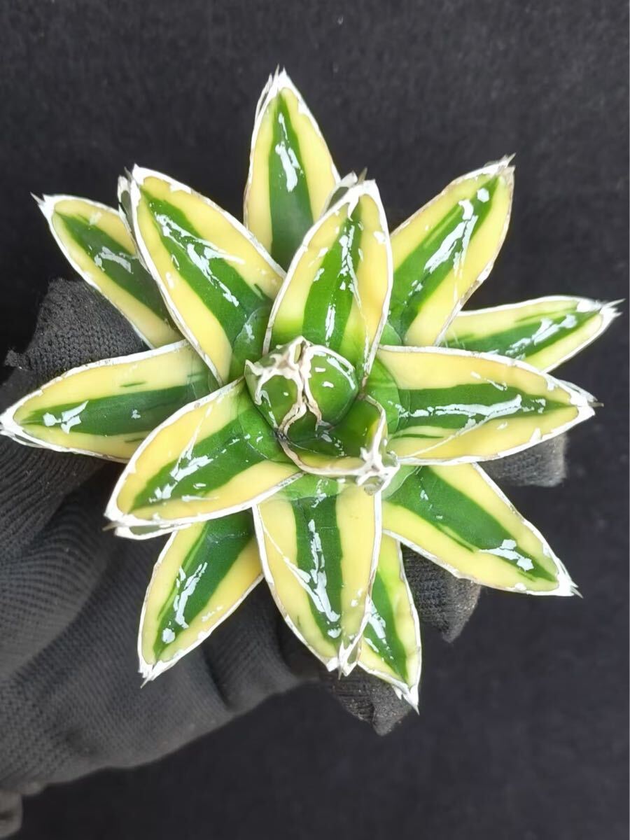 Yahoo!オークション - Q66【秘境】特選 多肉植物アガベ 笹の雪 ダルマ...