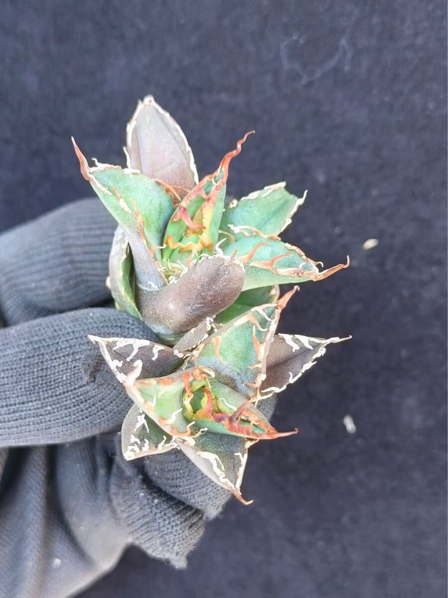 Yahoo!オークション - Q48【秘境】 特選 多肉植物アガベ チタノタ 凱撒...