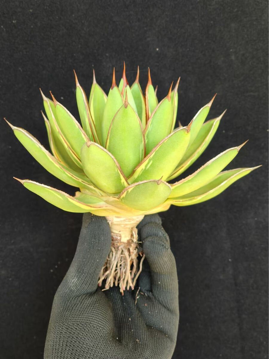 Yahoo!オークション - Q46【秘境】多肉植物 アガベ バーントバーガンデ...