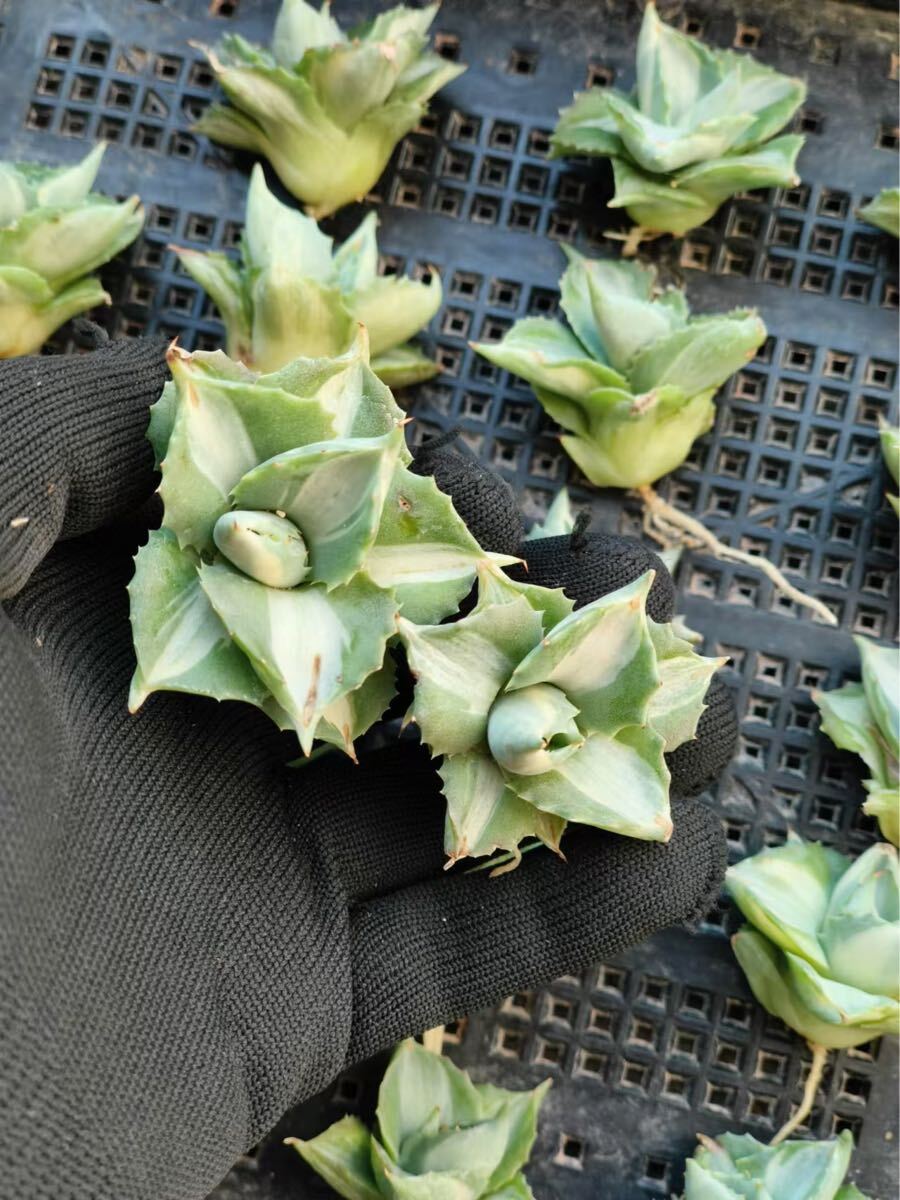 Yahoo!オークション - Q35【秘境】多肉植物アガベ 王妃雷神 極上子株 ...