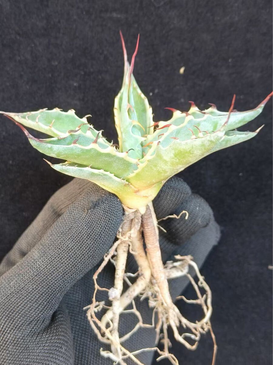 Yahoo!オークション - Q17【秘境】特選 多肉植物アガベ フェロックス ...