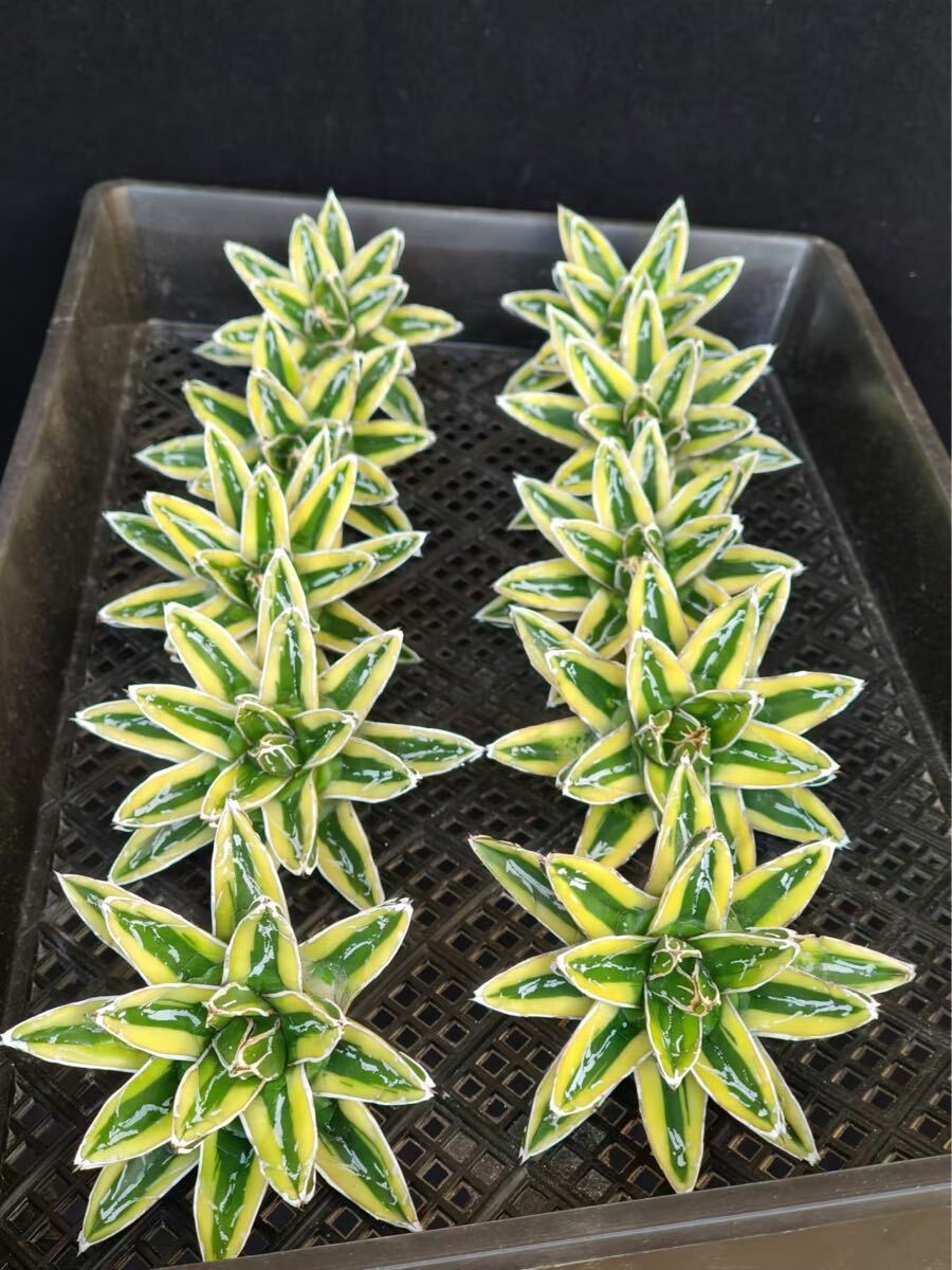 Yahoo!オークション - n48【秘境】特選 多肉植物アガベ 笹の雪 ダルマ...