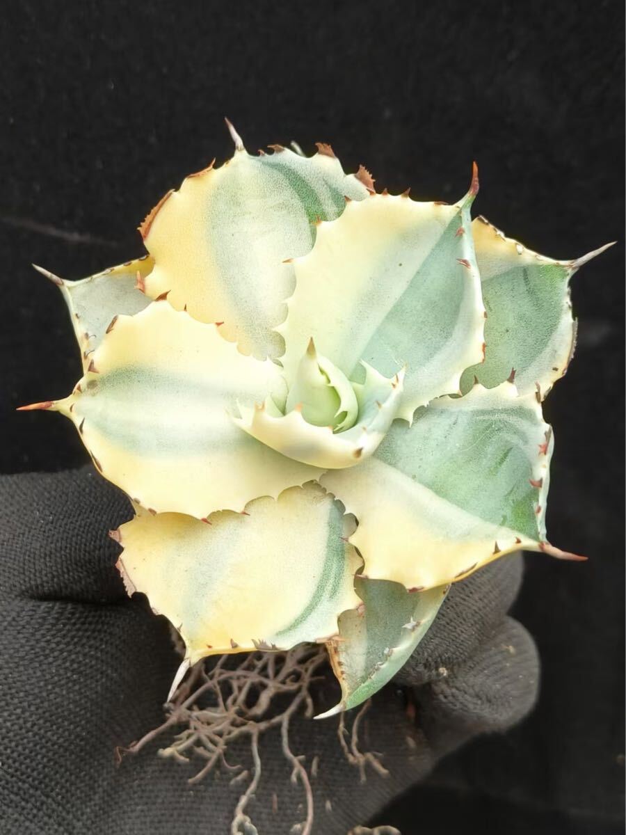 Yahoo!オークション - 【秘境】A50 特選多肉植物 アガベ 王妃兜蟹錦 連...