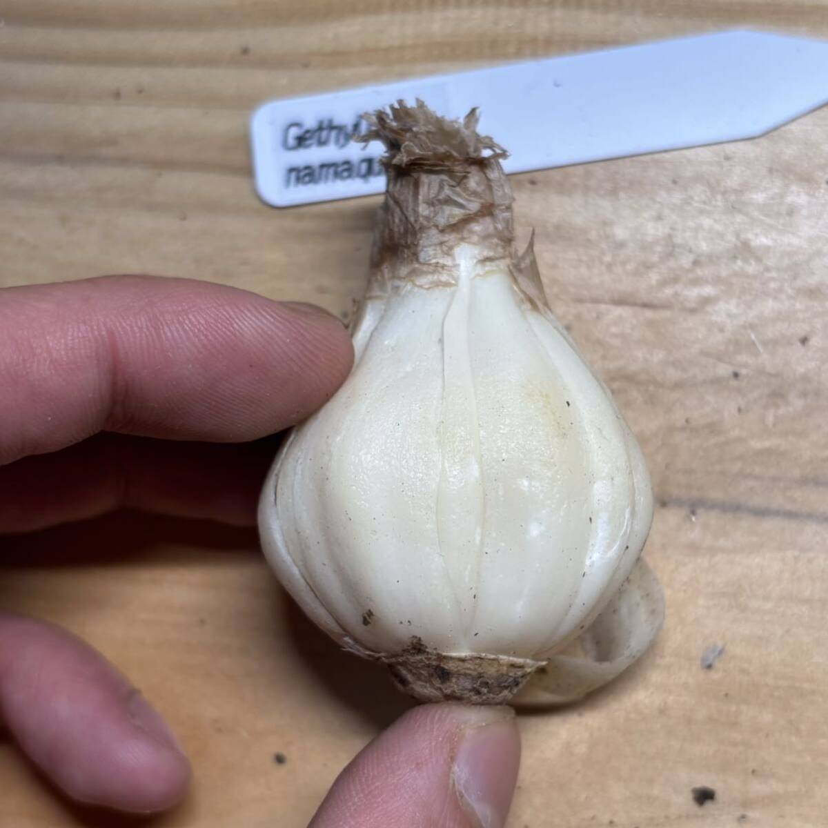 Yahoo!オークション - Fareal 143 Gethyllis namaquensis