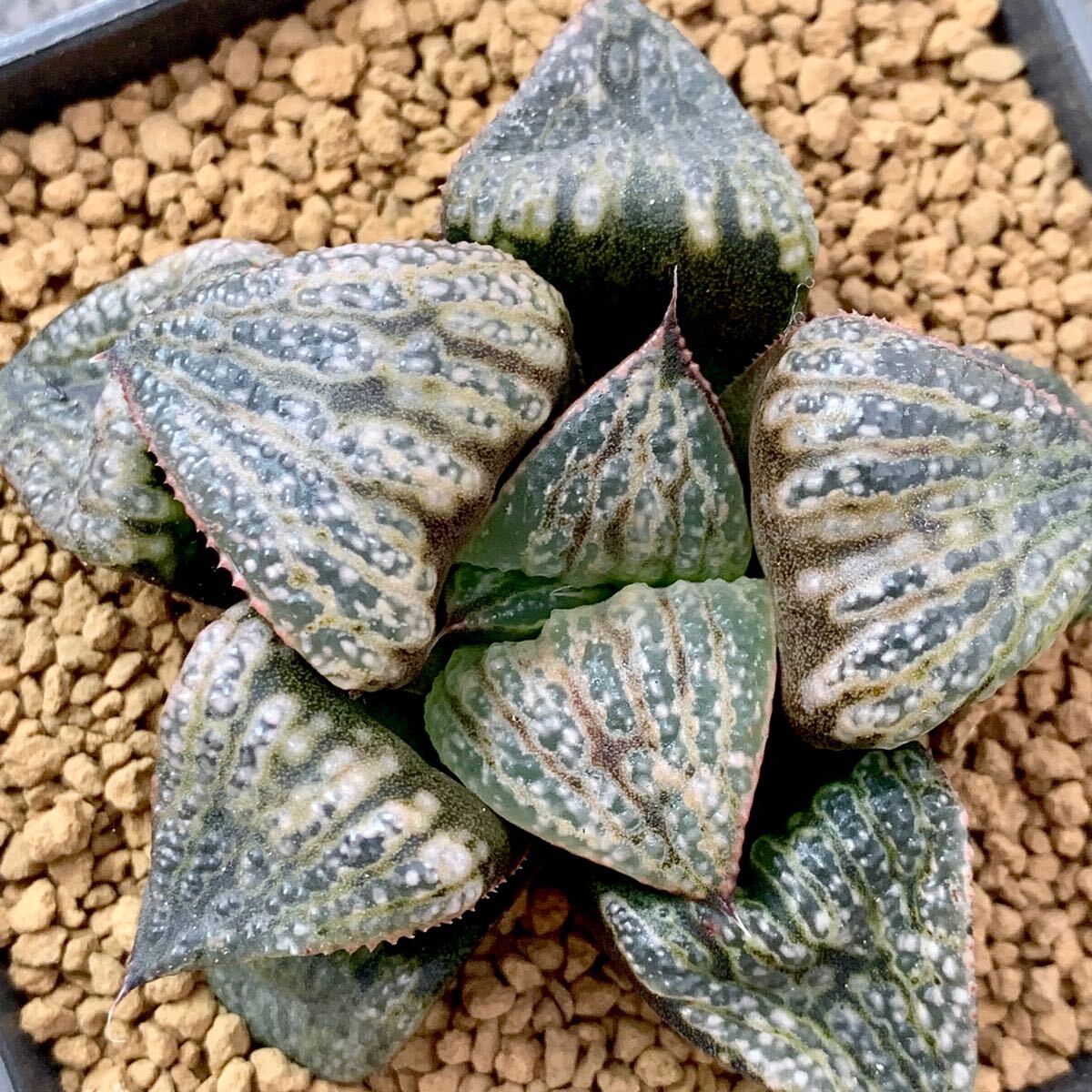 Yahoo!オークション - Fareal P32 ハオルチア スプレンデンス 赤陽