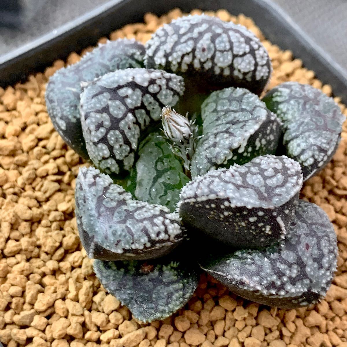 Yahoo!オークション - Fareal P31 ハオルチア 指輪物語