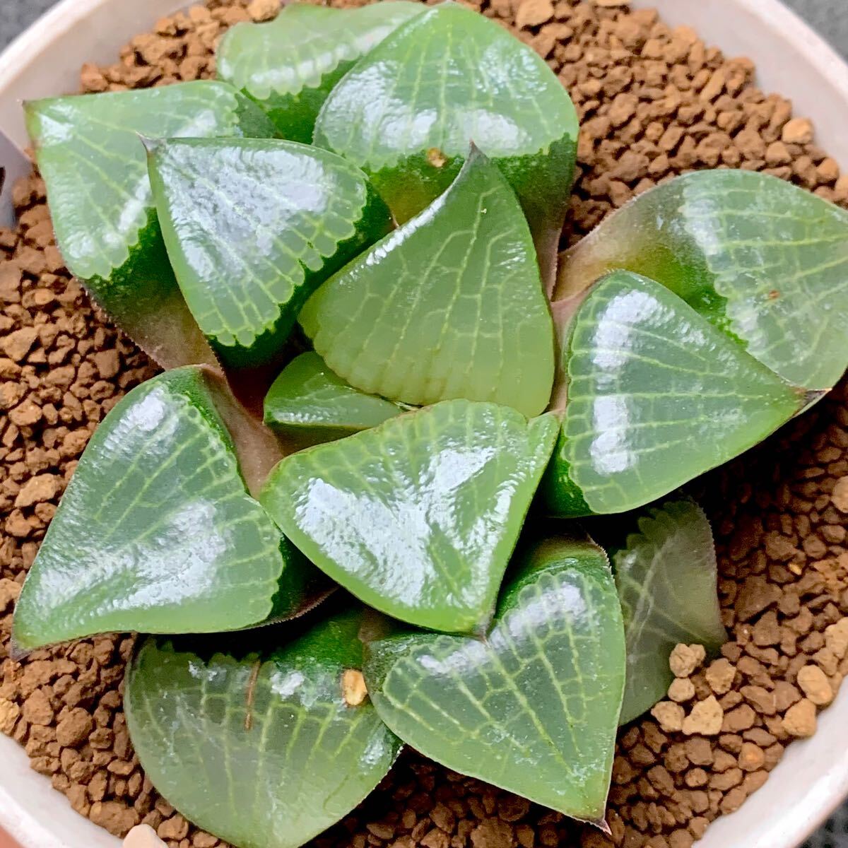 Yahoo!オークション - Fareal P75 ハオルチア コンプト系 彩湖