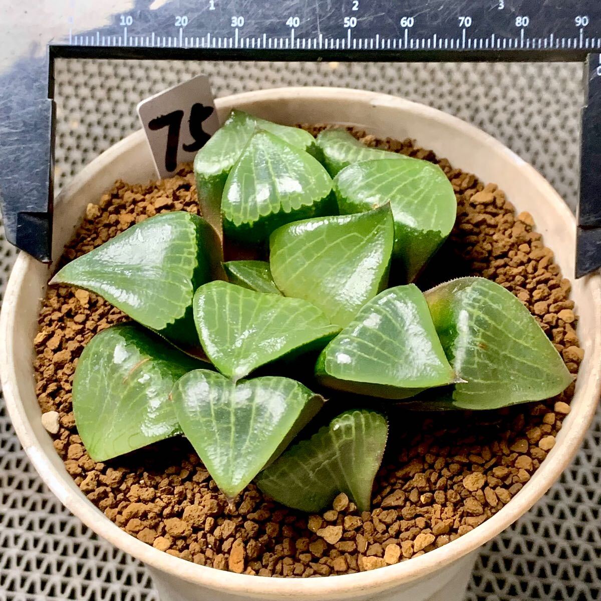 Yahoo!オークション - Fareal P75 ハオルチア コンプト系 彩湖