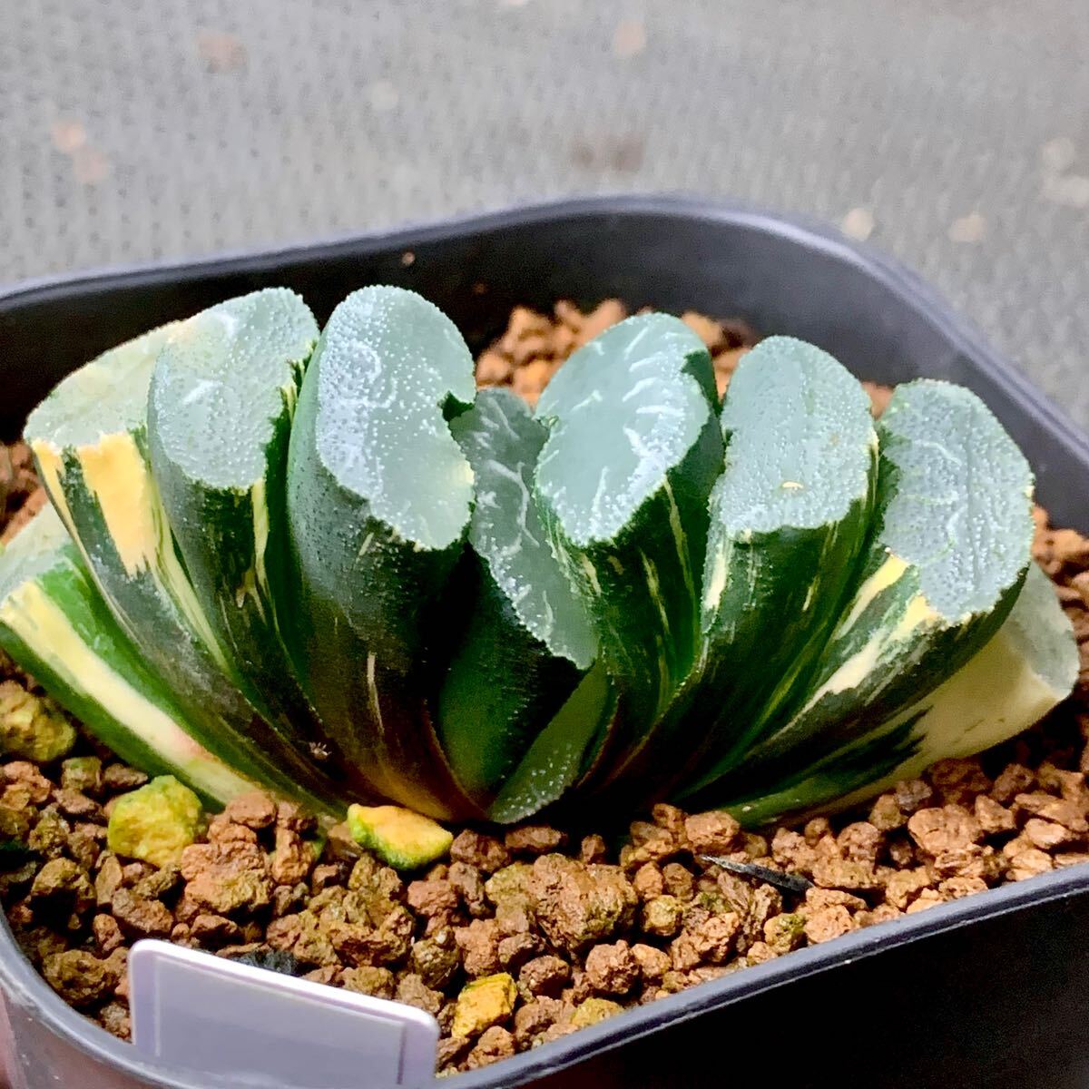 Yahoo!オークション - Fareal P77 ハオルチア 玉扇 大縄錦