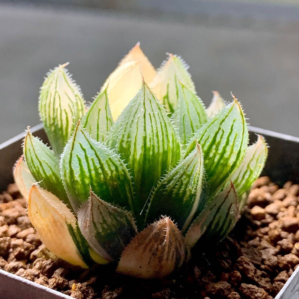 Yahoo!オークション - Fareal P98 ハオルチア ベヌスタ交配錦