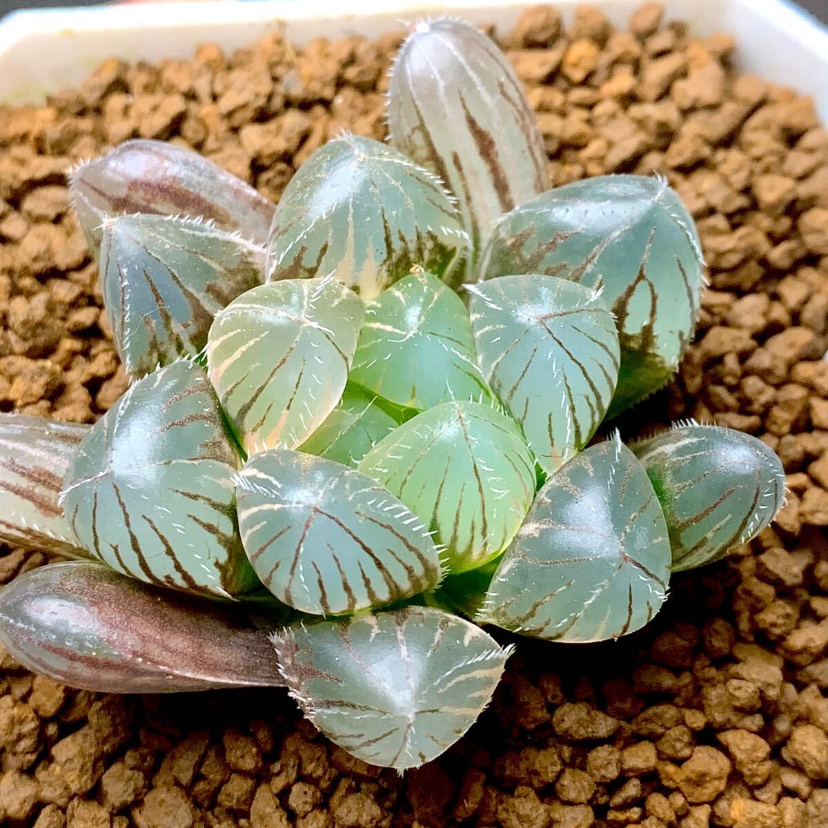 Yahoo!オークション - Fareal P71 ハオルチア 大窓ブルーレンズオブツ...