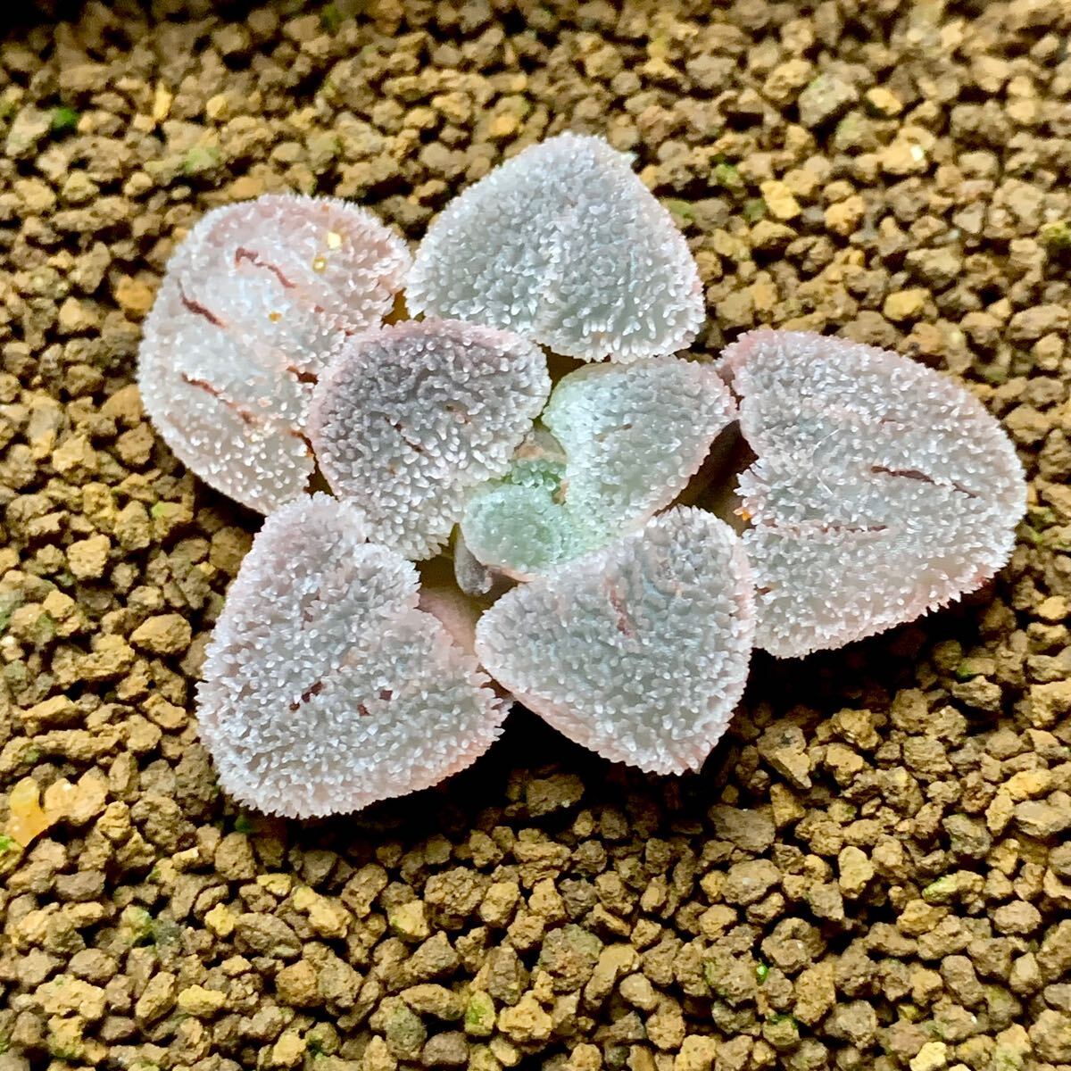 Yahoo!オークション - Fareal P82 ハオルチア ピダマエア アイス ダイ...