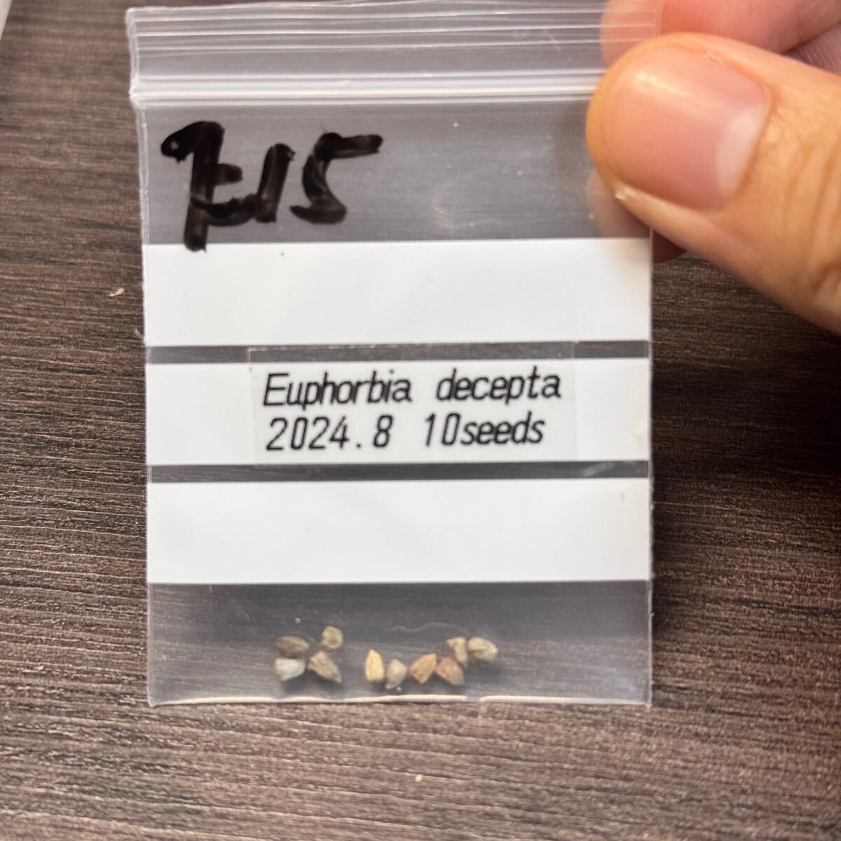 Yahoo!オークション - E15 サボテン Euphorbia decepta ユーフォルビア...