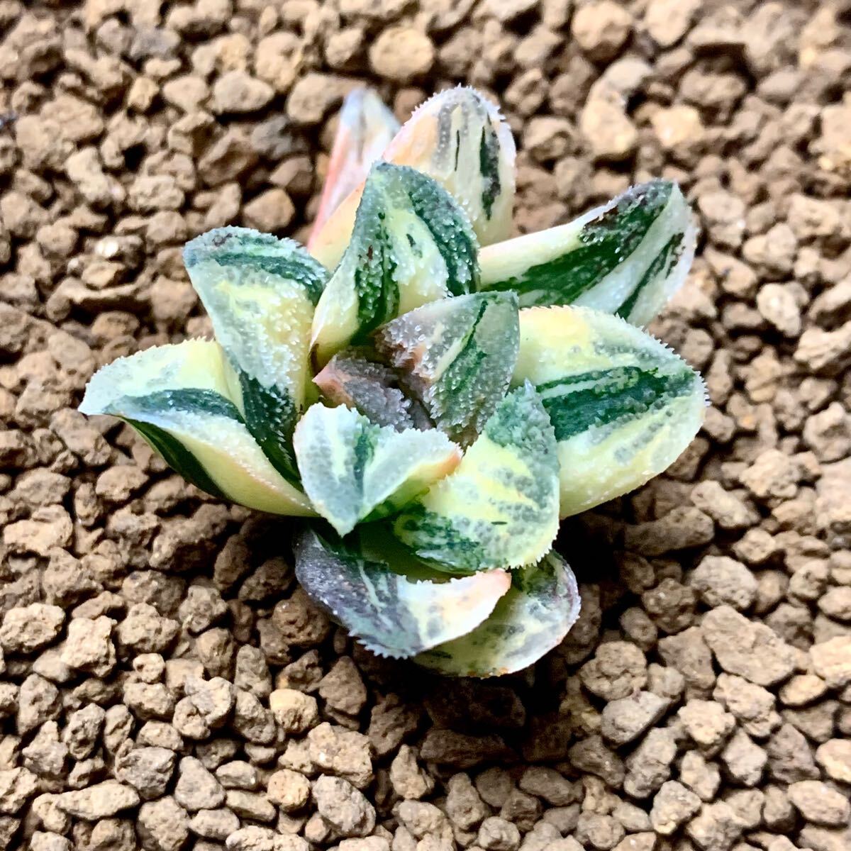 Yahoo!オークション - Fareal P127 ハオルチア タイガーピグ錦