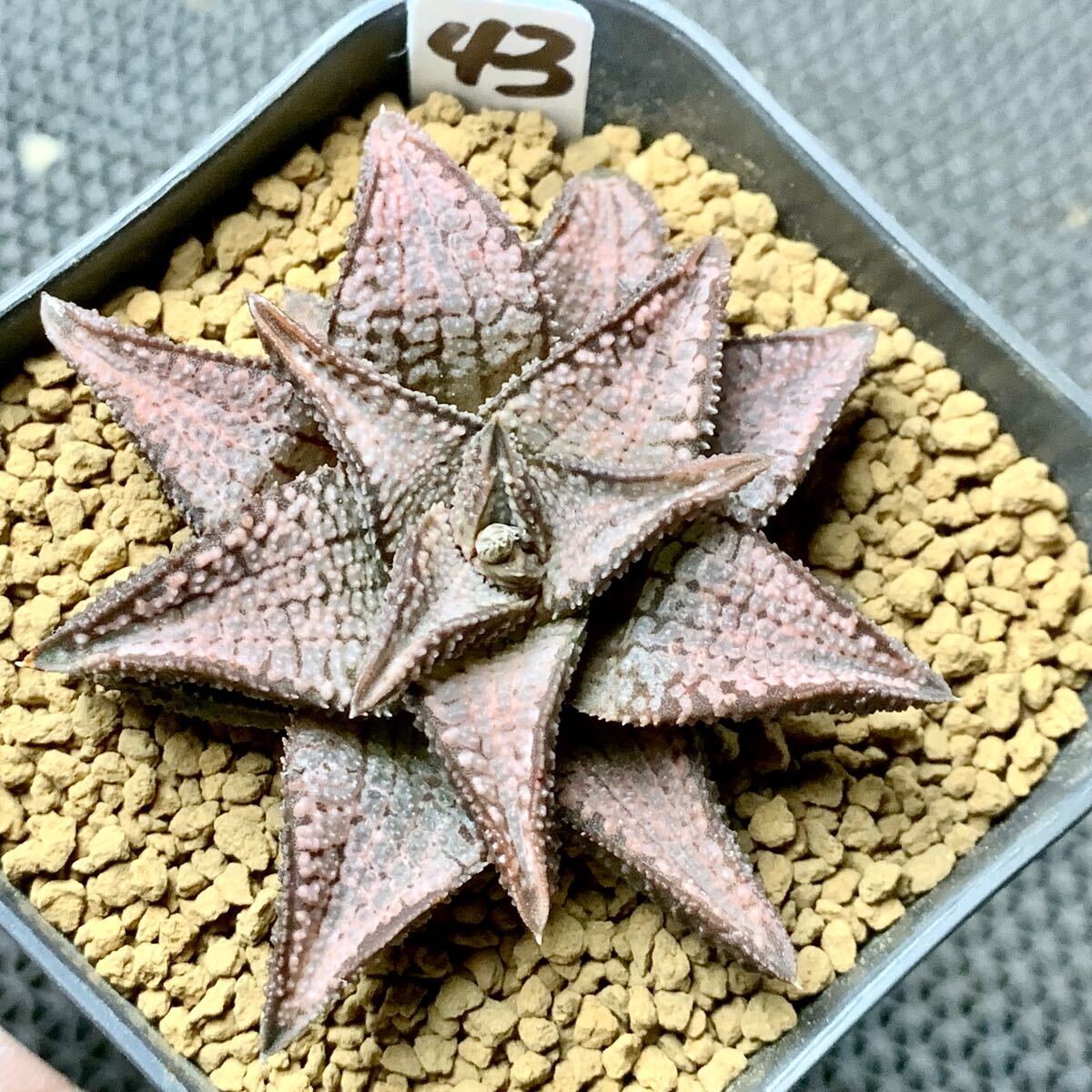 Yahoo!オークション - Fareal P43 ハオルチア コエル系交配 シルバー...