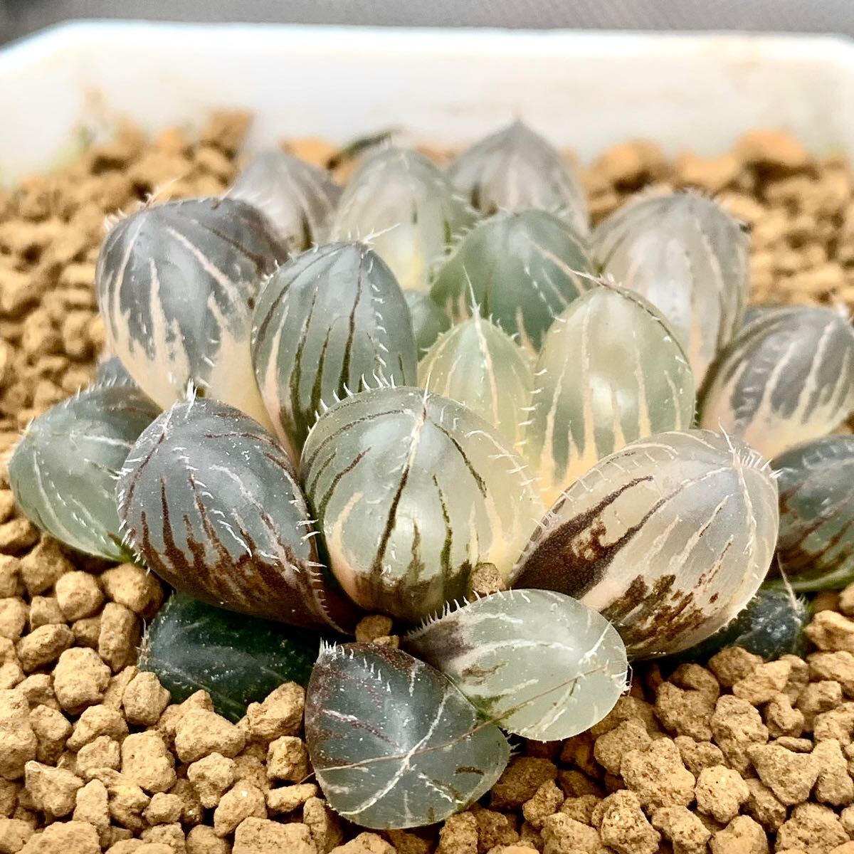 Yahoo!オークション - Fareal P18 ハオルチア 赤線レンズオブツーサ錦...