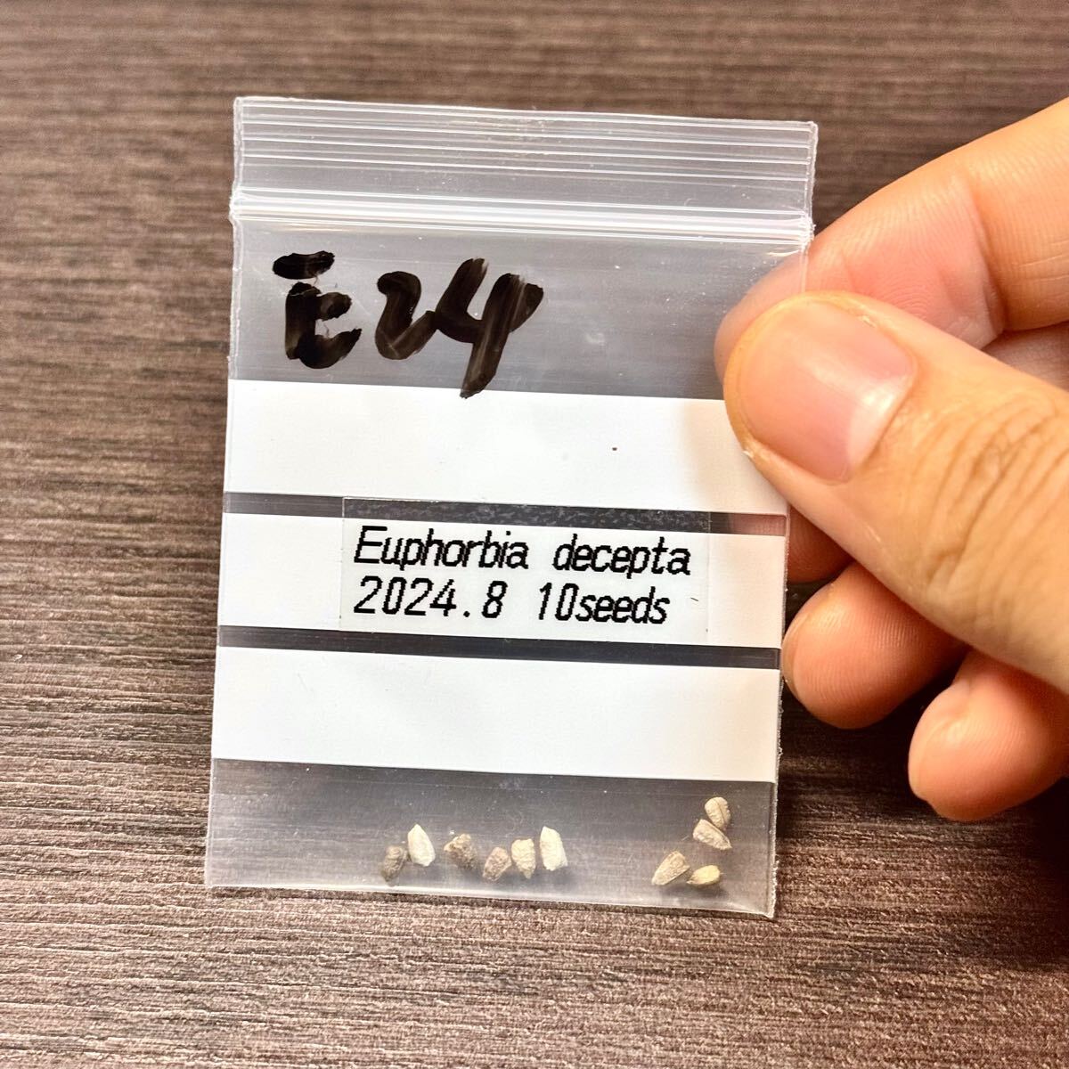 Yahoo!オークション - E24 サボテン Euphorbia decepta ユーフォルビア...