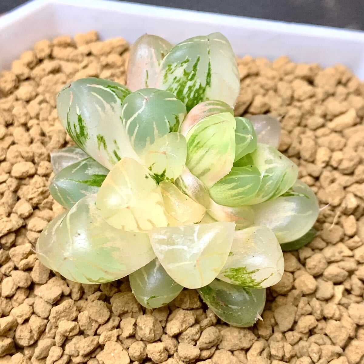 Yahoo!オークション - Fareal P71 ハオルチア カクテル オブツーサ錦