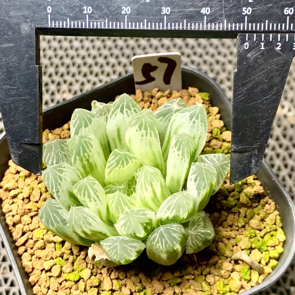 Yahoo!オークション - Fareal P57 ハオルチア 白斑 オブツーサ錦