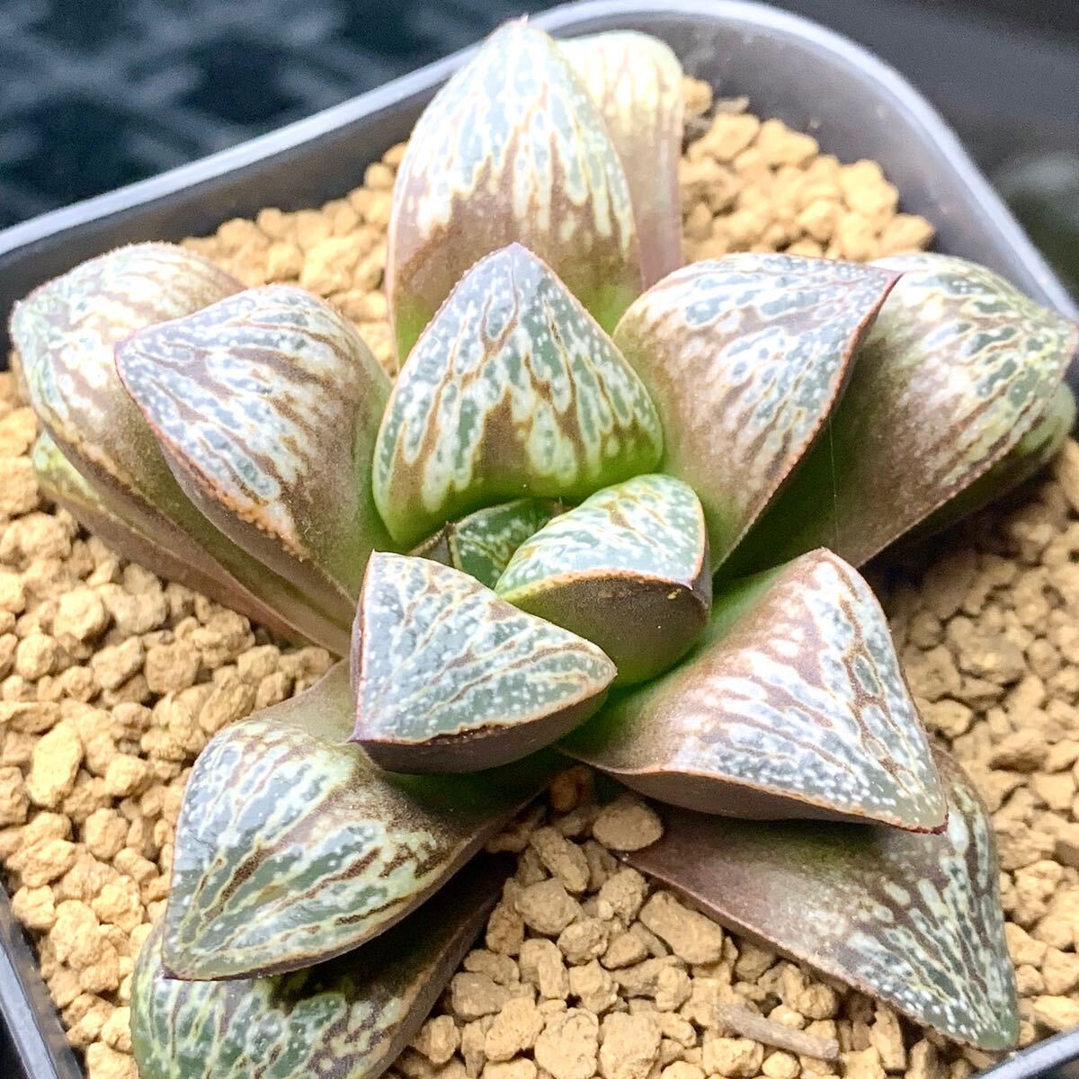 Yahoo!オークション - Fareal P25 ハオルチア ムチカ インカローズ