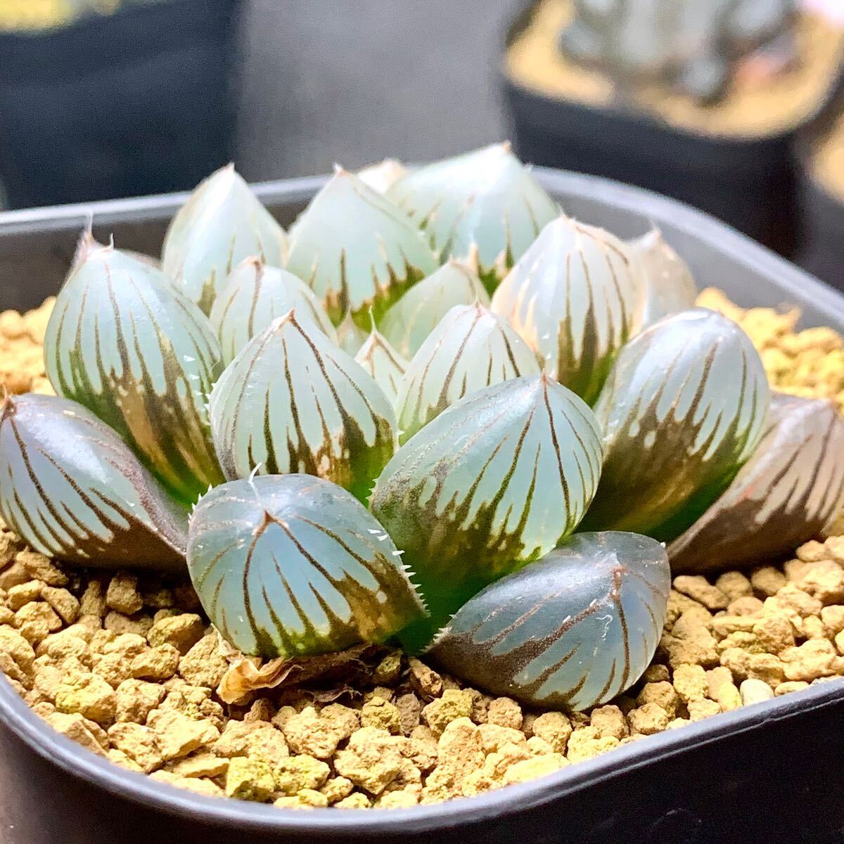 Yahoo!オークション - Fareal P106 ハオルチア 竜の爪 オブツーサ錦