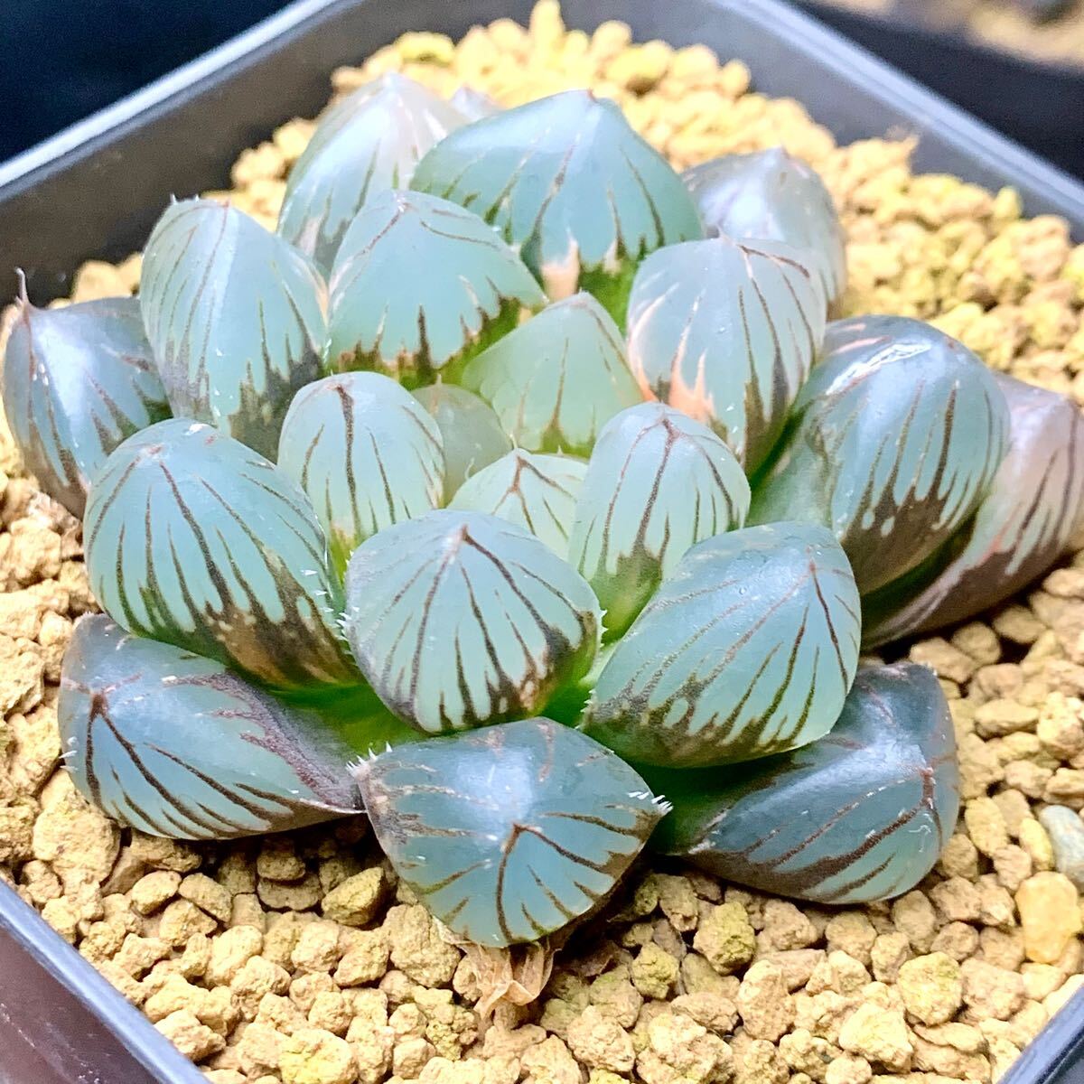 Yahoo!オークション - Fareal P106 ハオルチア 竜の爪 オブツーサ錦