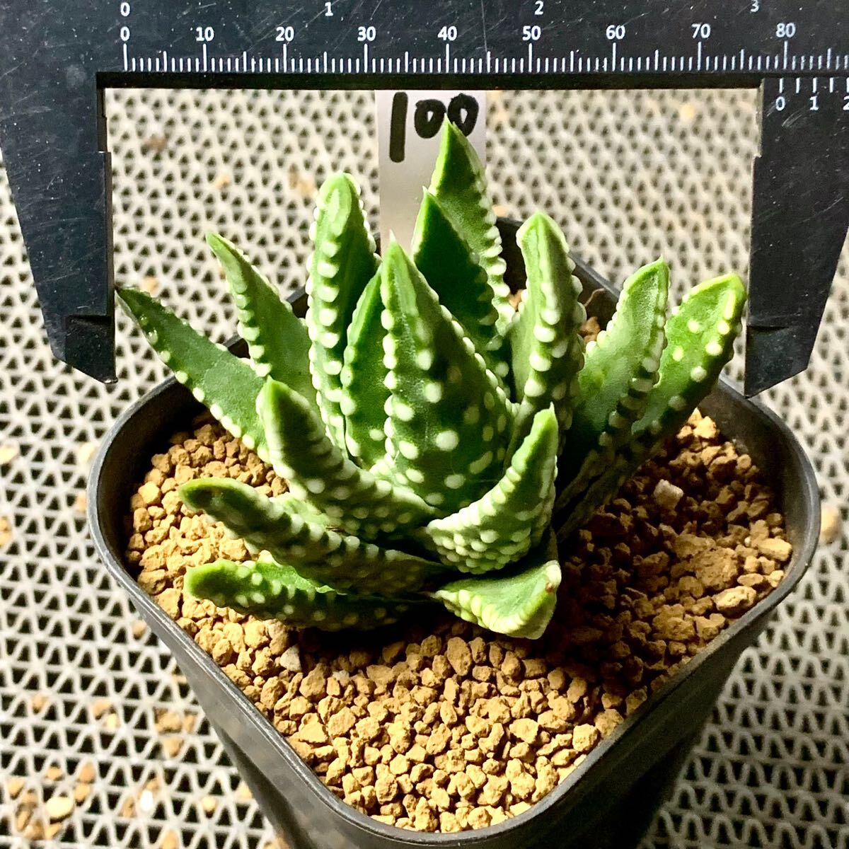 Yahoo!オークション - Fareal P100 ハオルチア プミラ