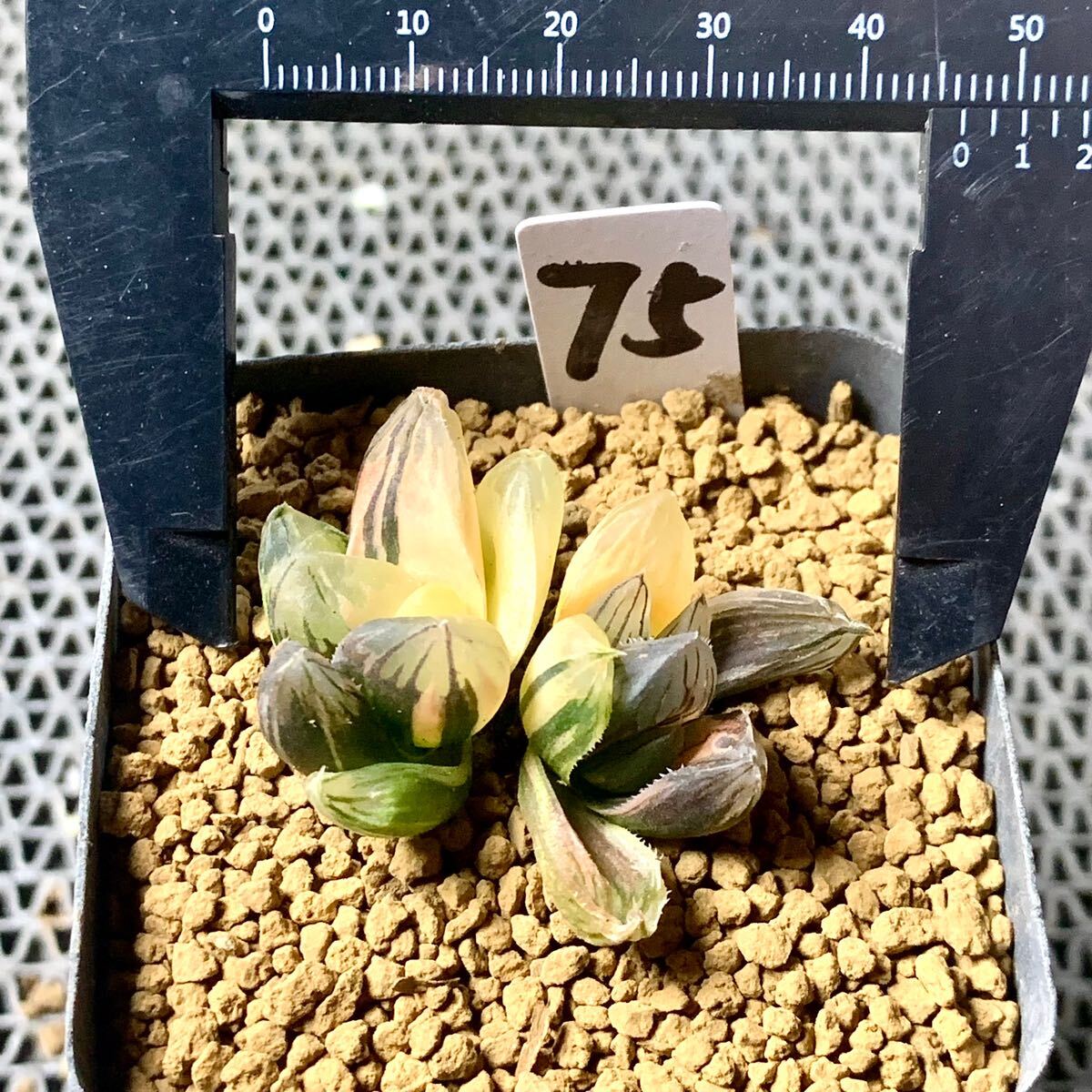 Yahoo!オークション - Fareal P75 ハオルチア アメジスト錦 オブツー...