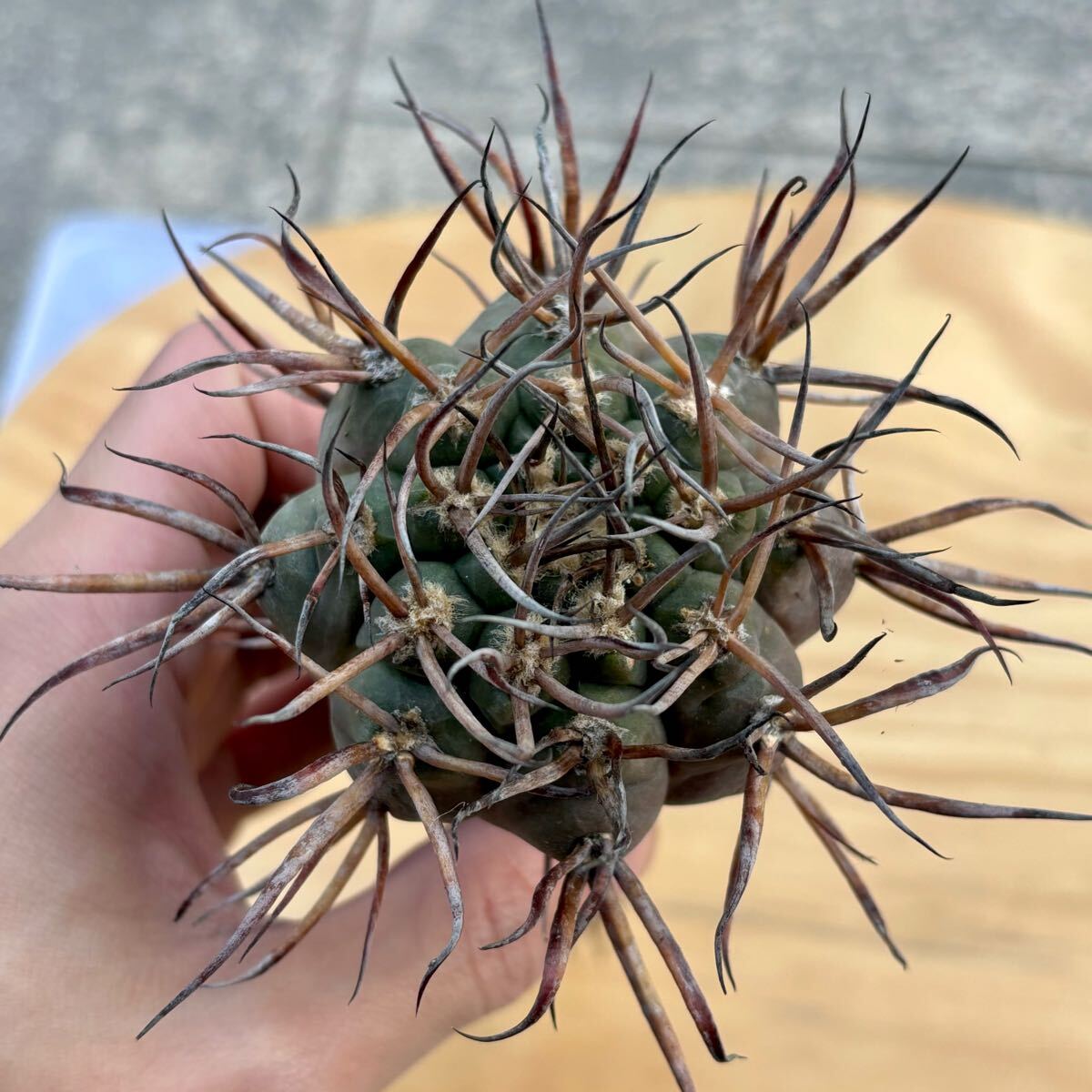 Yahoo!オークション - Fareal C020 サボテン 守金魔天竜 接木