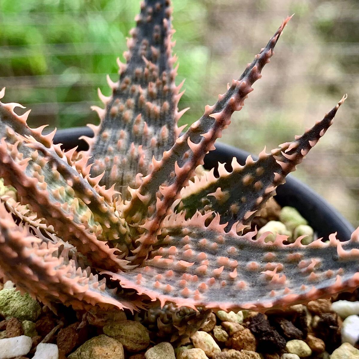 Fareal B125 アロエ ハイブリッド Aloe hybrid ｜代購幫